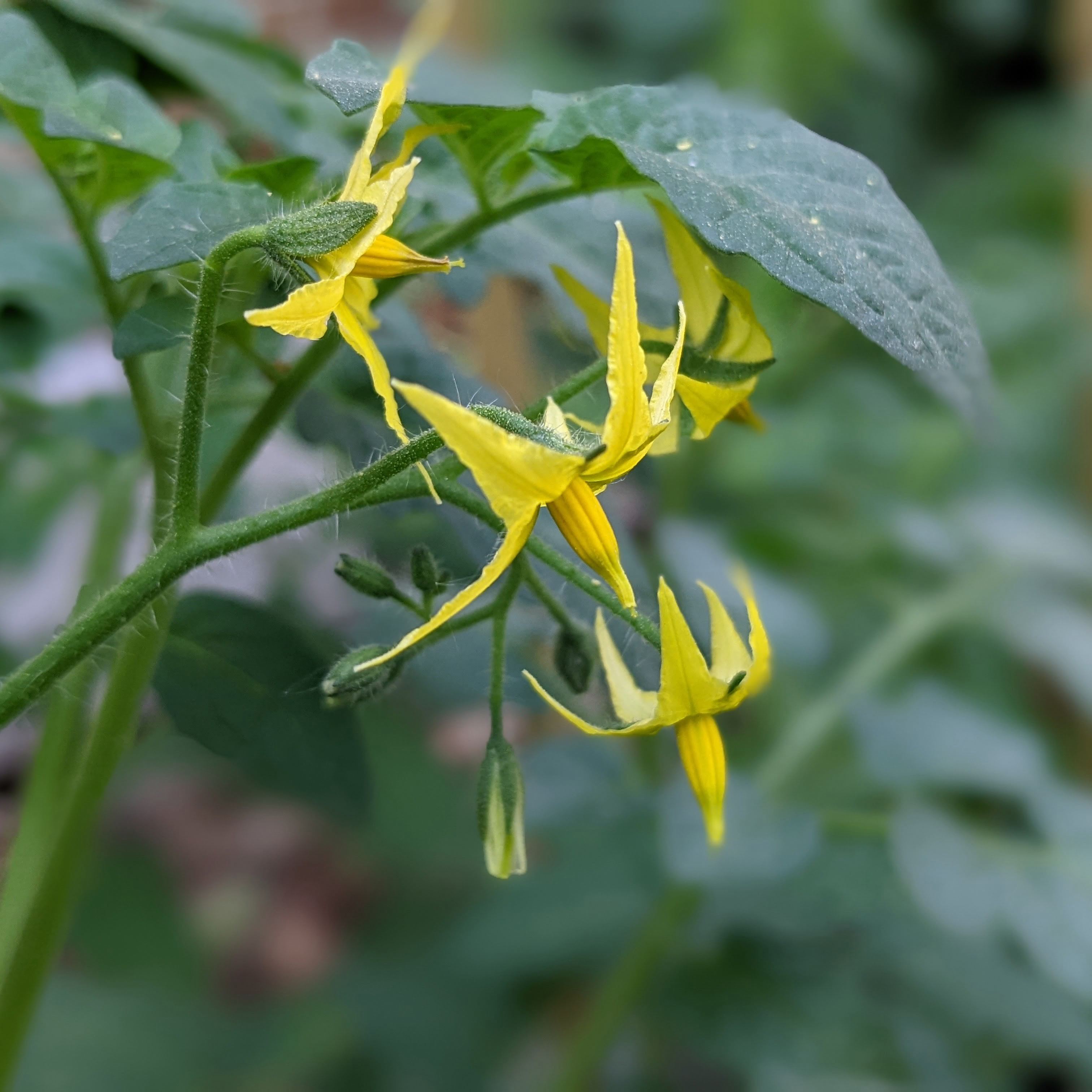 Garden Bunker | Seed Bank & Nursery